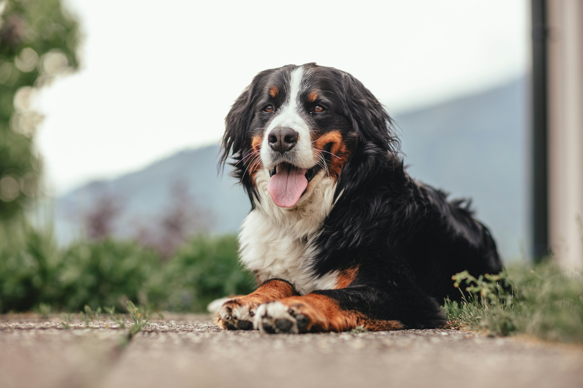 Cara Mensucikan Najis Anjing Sesuai Ajaran Rasulullah SAW