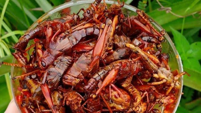 Bangkai Binatang yang Halal Dimakan Adalah Ikan dan Belalang, Ini ...