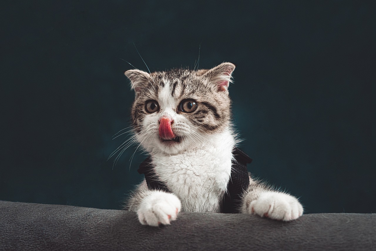 Apakah Kotoran Kucing Najis? Ini Kebiasaan Rasulullah kepada Kucing